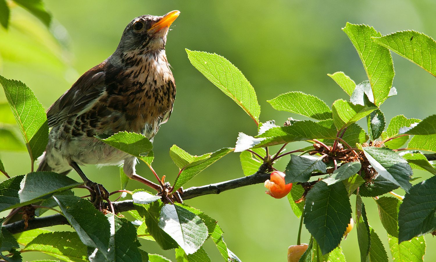 Birdsong for Beginners | null