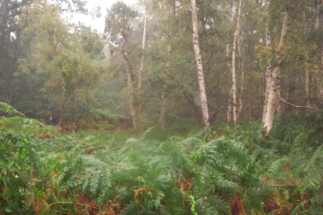 Holme Fen National Nature Reserve